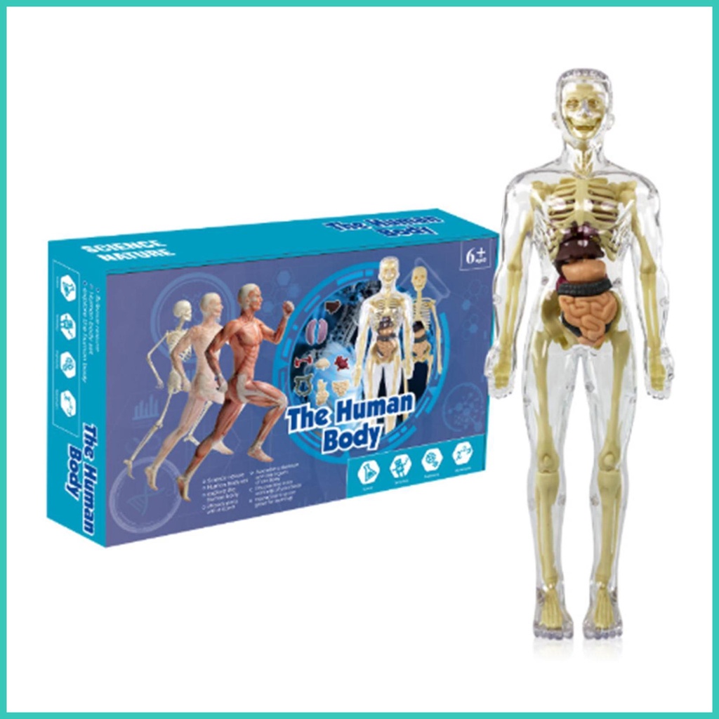 Human Body Model Torso Anatomy Figure Posable Model Human Body Toys ...