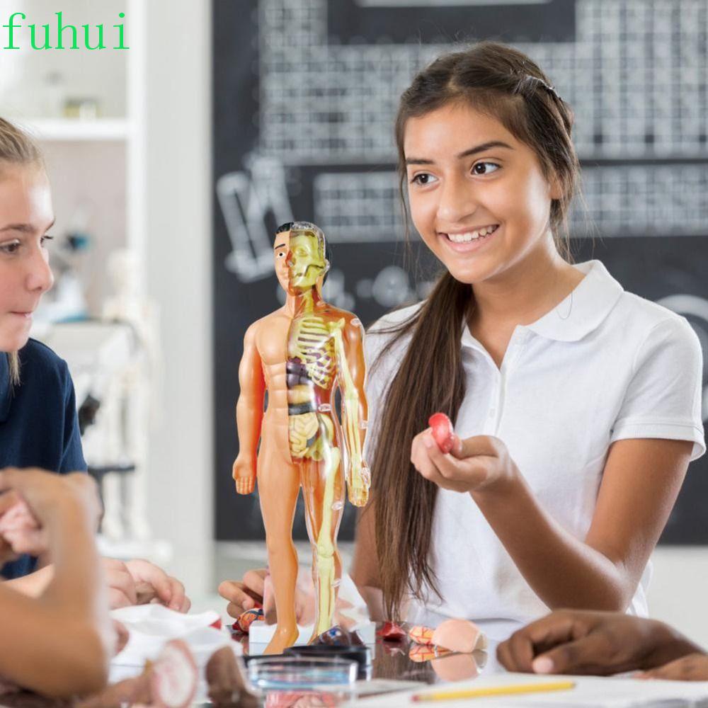 FUHUI Human Body Model, Mannequin Anatomy Model Human Anatomy Model ...