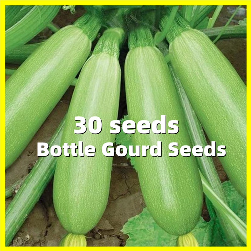 Bottle Gourd Seed - High Germination 30 Seeds Upo Seeds for Planting ...