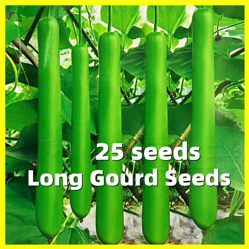 Long Bottle Gourd 25 Seeds Giant Long Variety Loofah Sponge Gourd UPO ...