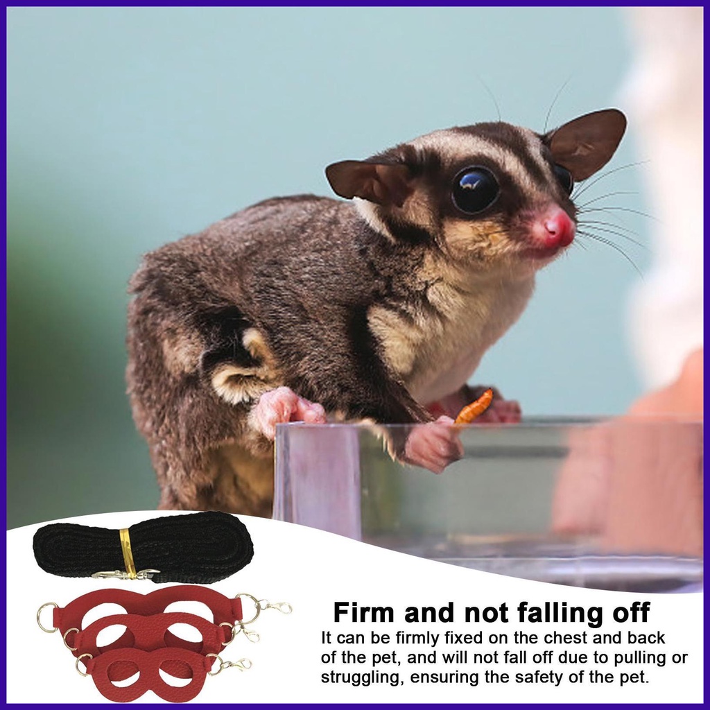 Squirrel Traction Rope 3 Pieces Walk Training Leash Vest Leash Sugar ...