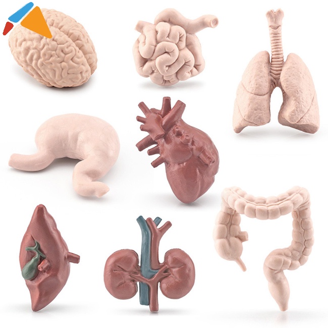 JIP Simulation Science Mini Human Organs Model Brain Heart Lung Liver ...
