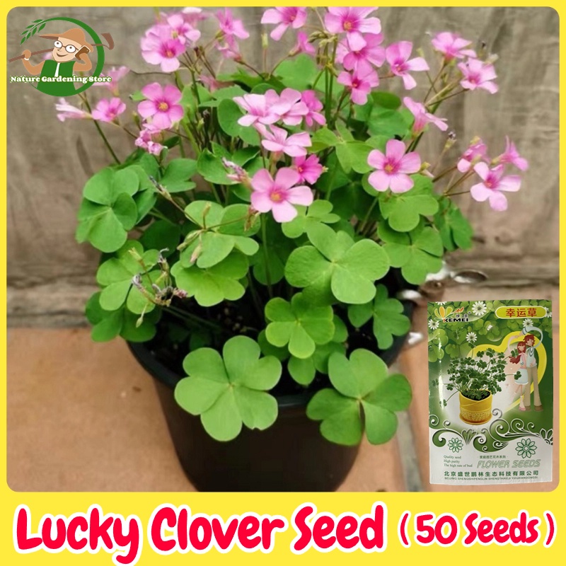 100% Legit Lucky Clover 50 Seed Flower Seeds for Planting Gardening ...