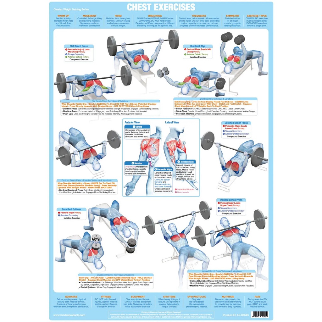 Weight Training Bodybuilding Barbell Dumbbell Exercise Charts ART SILK ...
