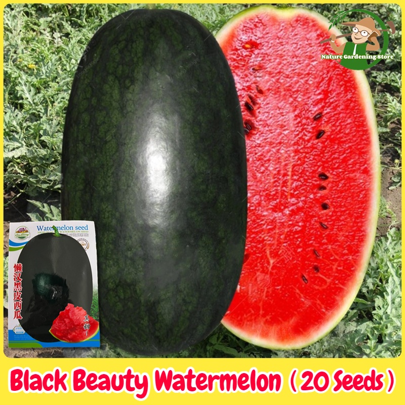 Giant Black Beauty Watermelon Seeds for Planting (20 Seeds) Super Sweet ...