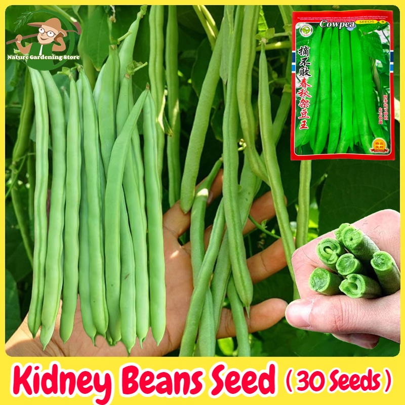 Fresh Organic Green Kidney Beans Seeds for Planting (30 Seeds) High ...