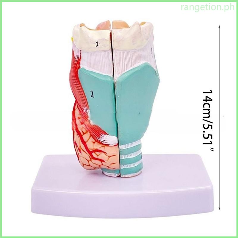 RAN Human Larynx Anatomical Model for Study Display Teaching Prop ...