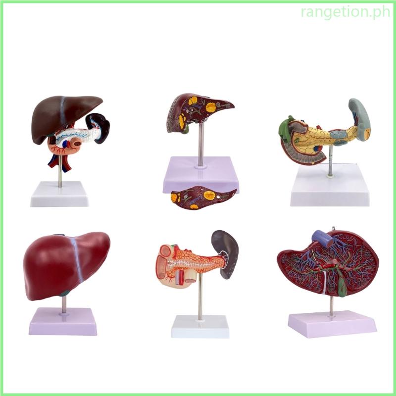 RAN Human Liver Pancreas Duodenum Model Life Size Liver Anatomy Model ...
