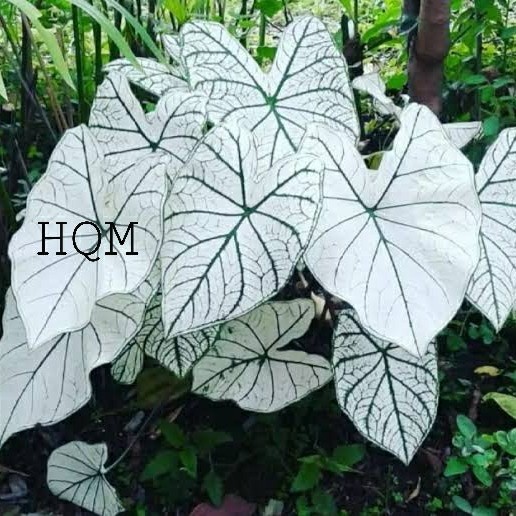 White Caladium Ornamental Plant Latest WhiteSnow | Shopee Philippines