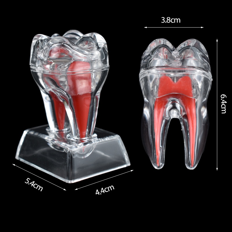 Transparent Dental Anatomical Model Removable Teeth Model Double Layer ...