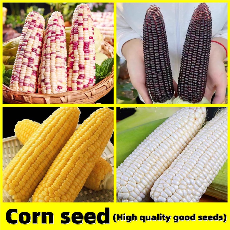 Corn Seeds High Yielding Variety Corn Seeds for Planting Vegetables ...