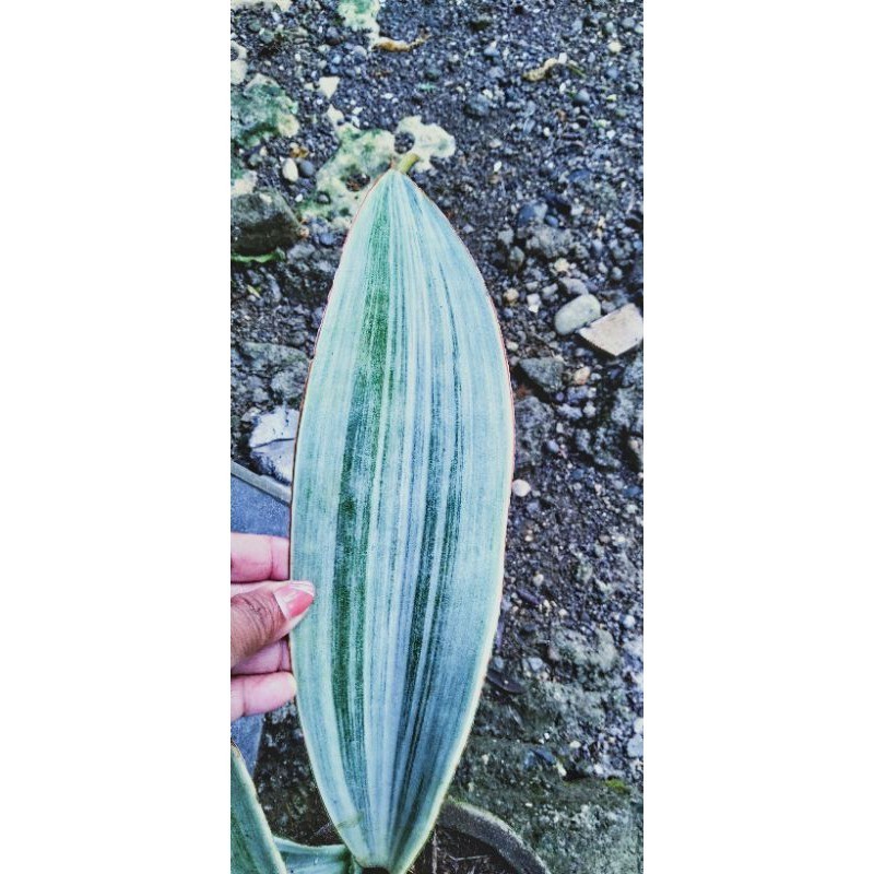 Rare Siam Snake Plant Varieties | Shopee Philippines