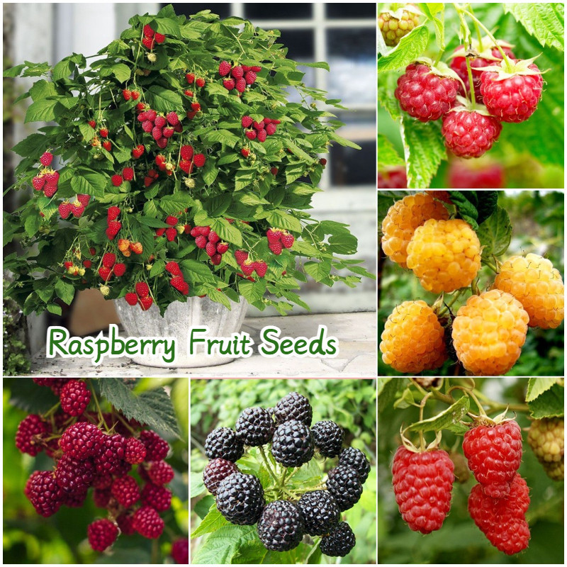 Fruit Seeds Raspberry Plant Seed for Planting Mixed 800 Seeds Potted ...