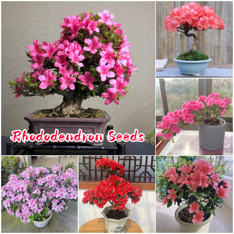 100% Original Rare Rhododendron Plant Flower Seeds for Gardening 50 ...