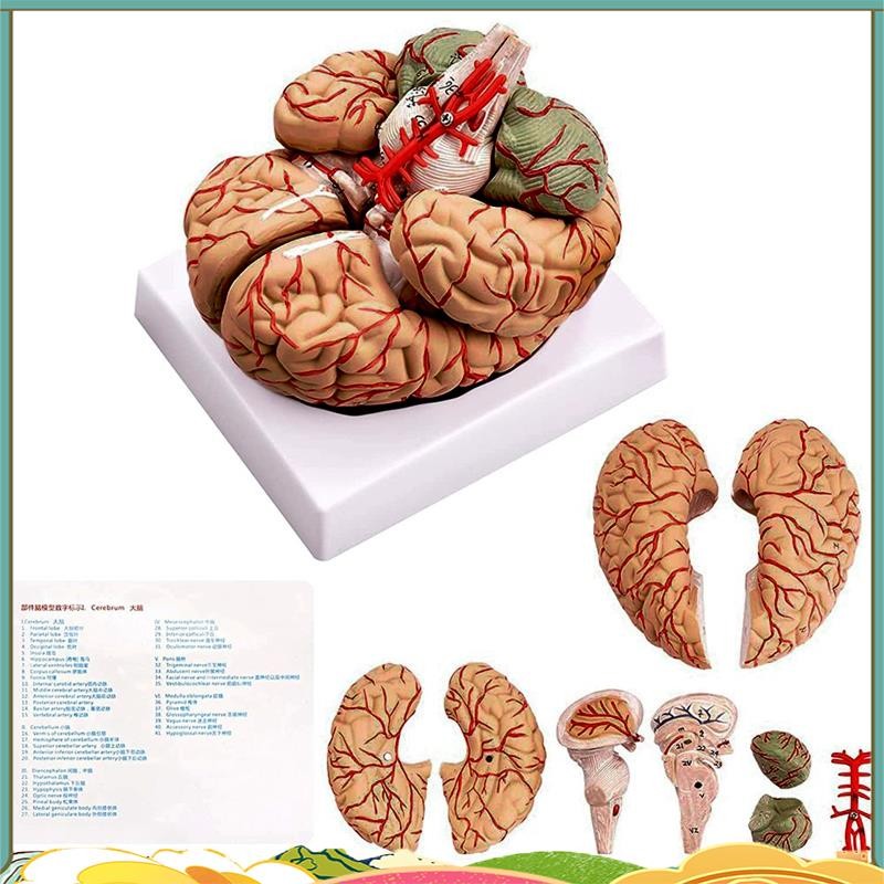 Human Brain Model,Life Size Human Brain Anatomy Model with Display Base ...