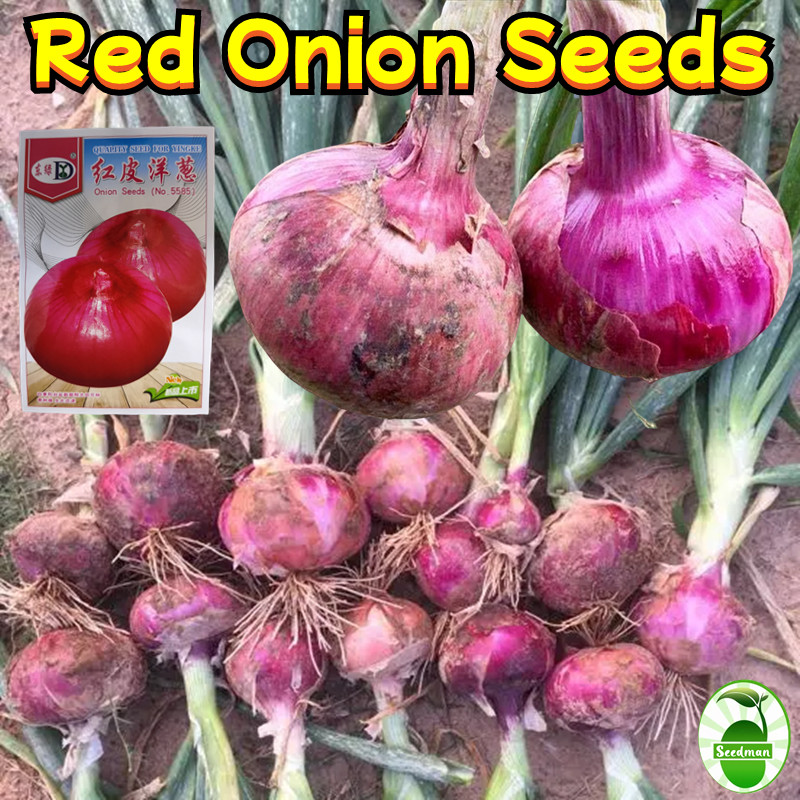 200pcs High Yield Red Onion Seeds for Planting Vegetables Plant Red ...