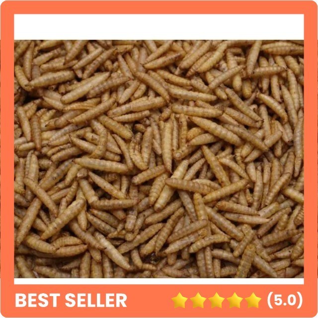 Dry maggot 500gram/maggot 1/2kg/dried maggot/maggot/koi Feed/Predatory ...