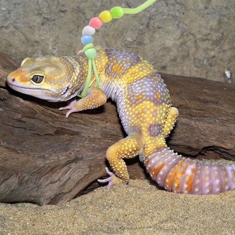 Lizard Leopard Print Palace Guard Hand Holding Rope Crawler out Bandana ...