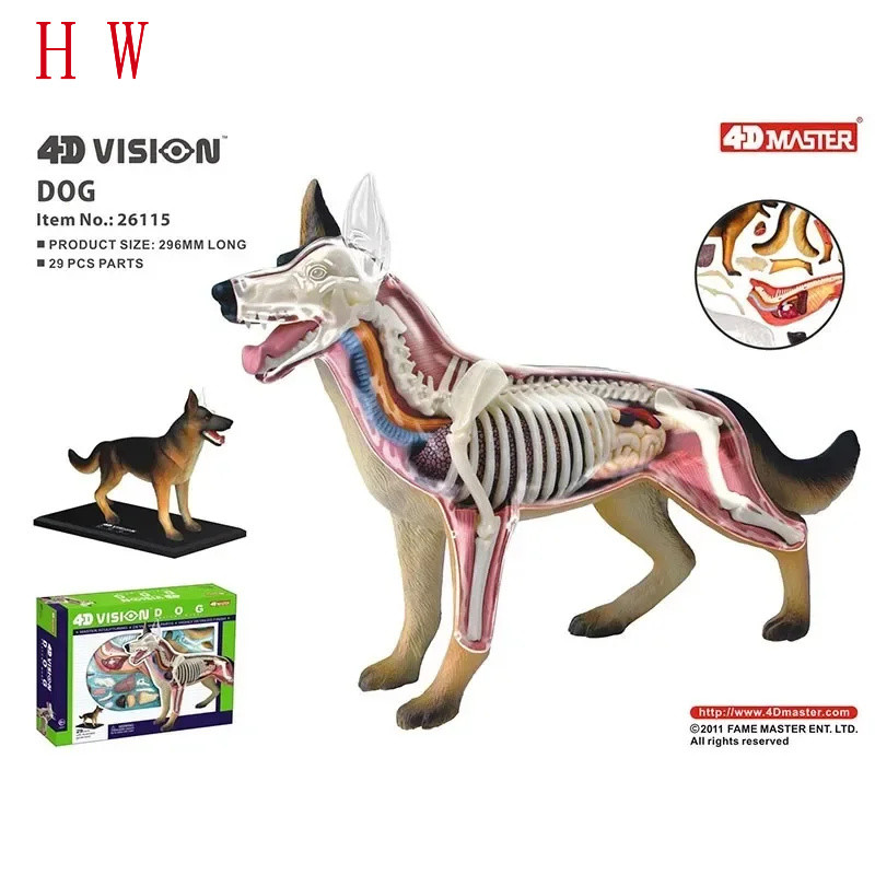4D Vision Medical Dog Anatomy Model Skeleton Anatomical Medical Model ...