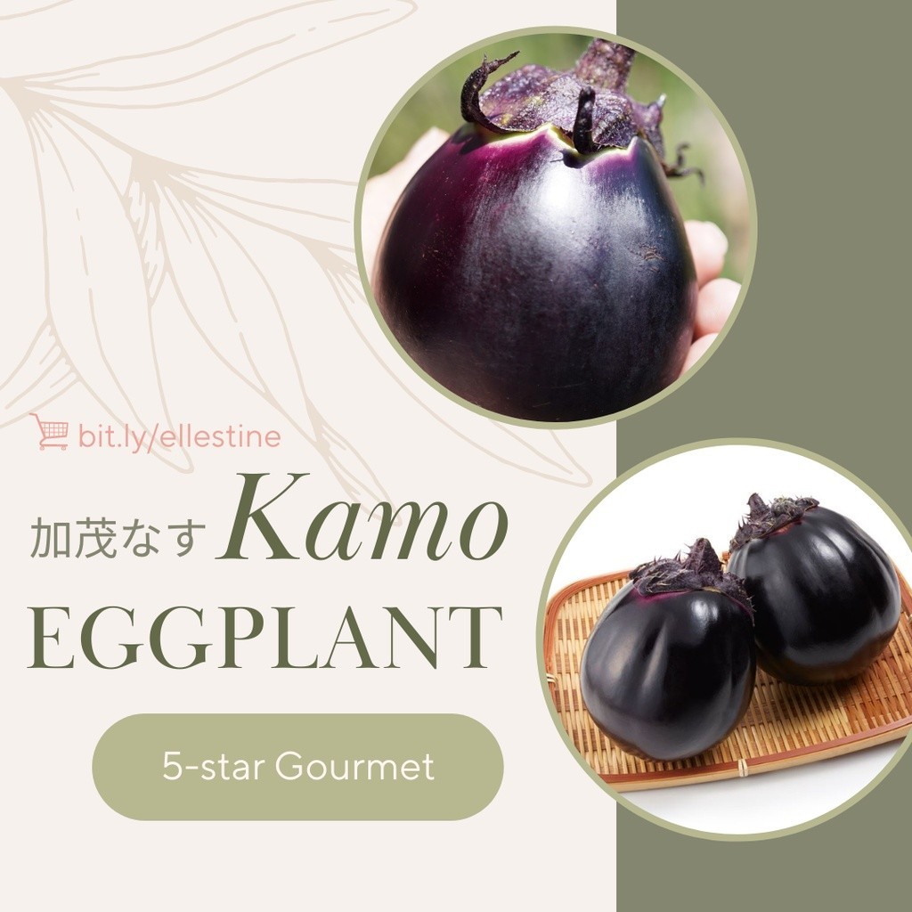 Kamo Eggplant Seeds (Japanese heirloom) | Shopee Philippines