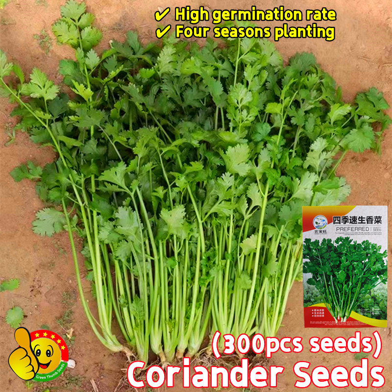 300pcs Heat Tolerant Coriander Seeds F1 Chinese Parsley Seeds for ...