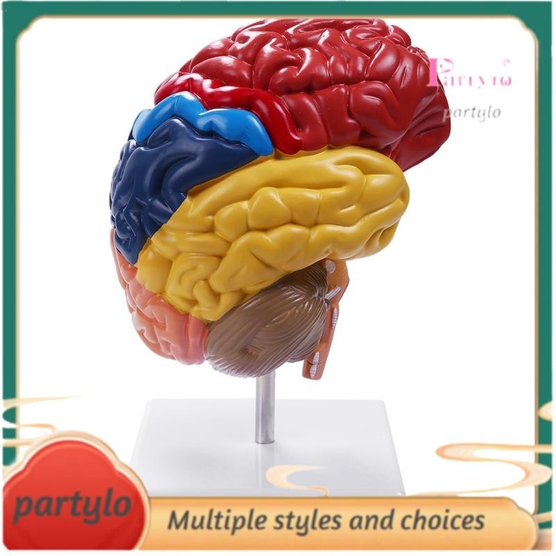 [partylo]Cerebral Anatomical Model Anatomy 1:1 Half Brain Brainstem ...