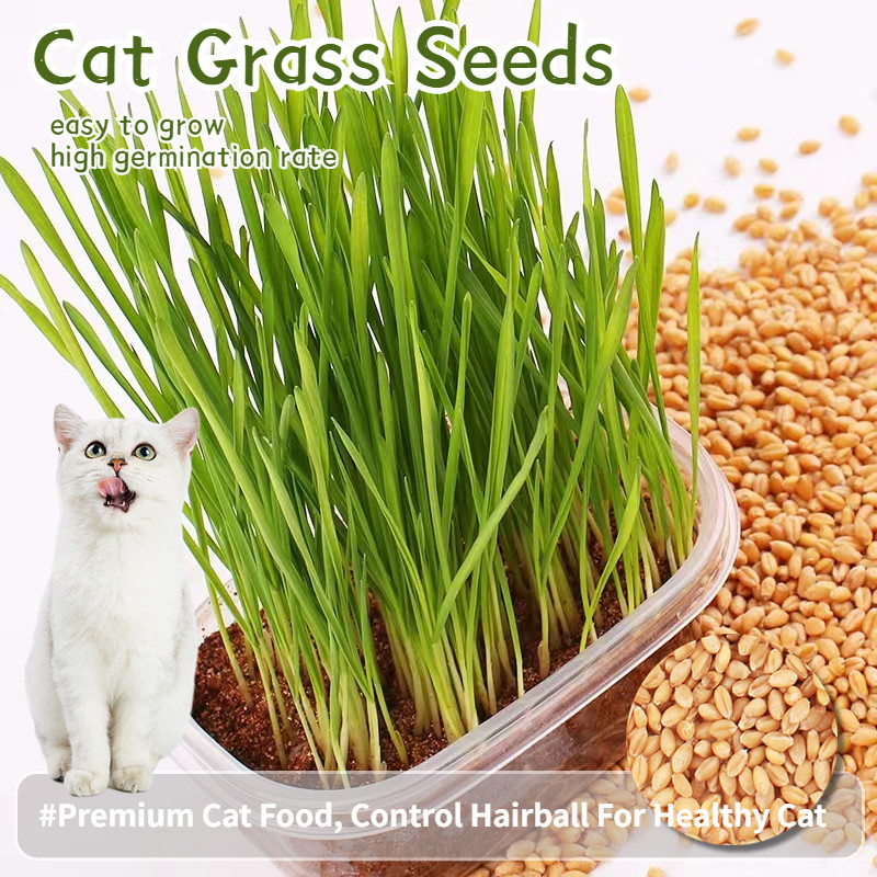 Organic Pet Cat Grass Seeds for Planting Vegetables Plants 50 Seeds ...