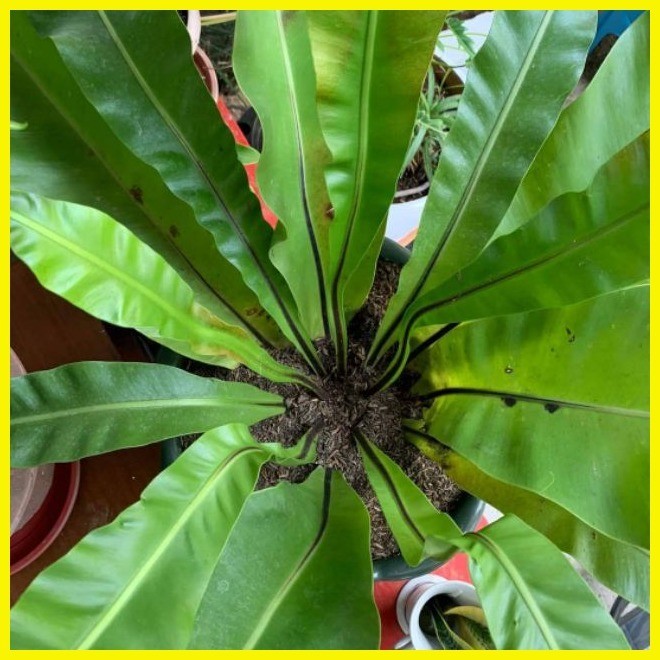☂ ∇ Bird's Nest Fern (COD) | Shopee Philippines