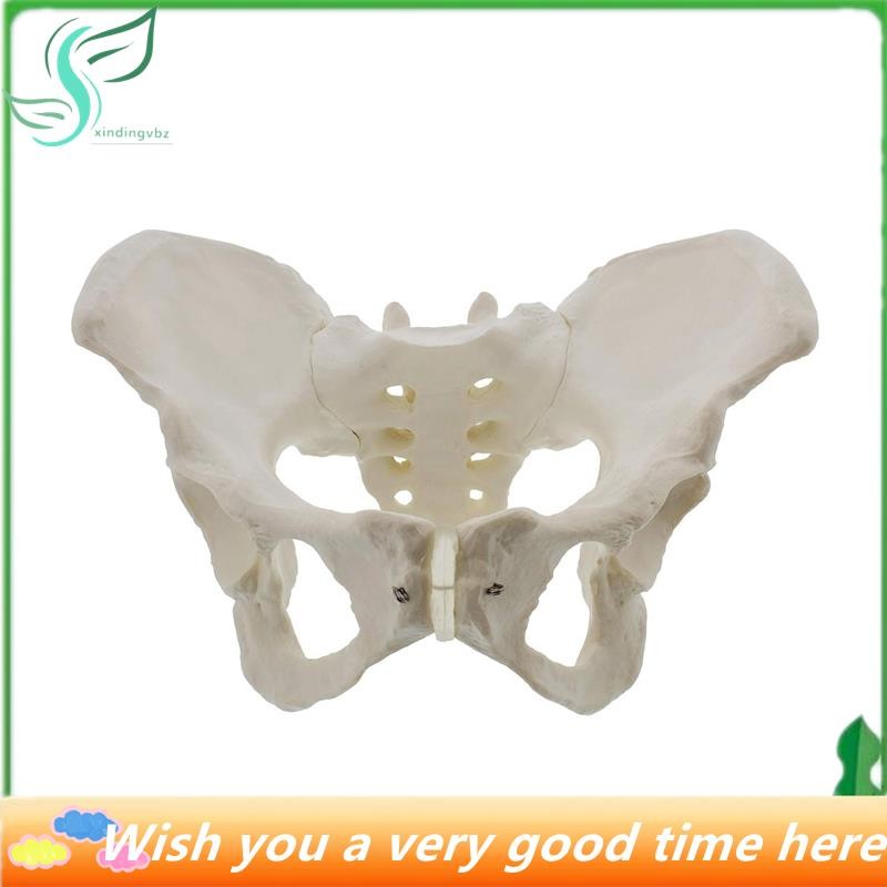 ^Star^ Life Size Female Pelvis Model, Hip Model - Female Anatomy Model ...