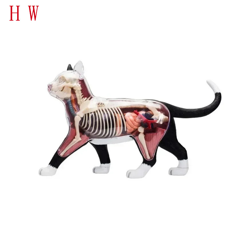 Cat 4D Master Puzzle Assembling Toy Animal Biology Organ Anatomical ...