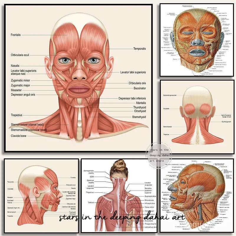 Anatomy The Neck Muscles Head Face Muscles Overview Art Medical Poster ...