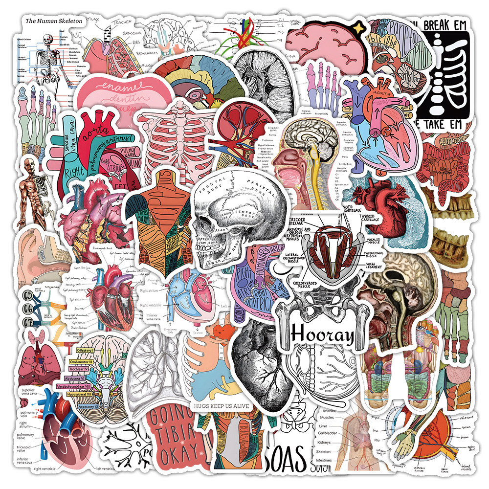 cartoon organ anatomy Sticker Biology Human Body Skeleton 50pcs ...