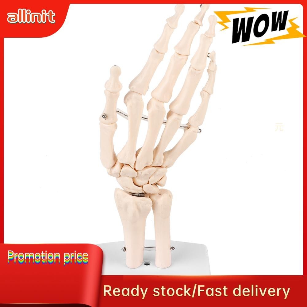 Allinit Educational Hand Skeleton Anatomical Model For Hospital Schools ...