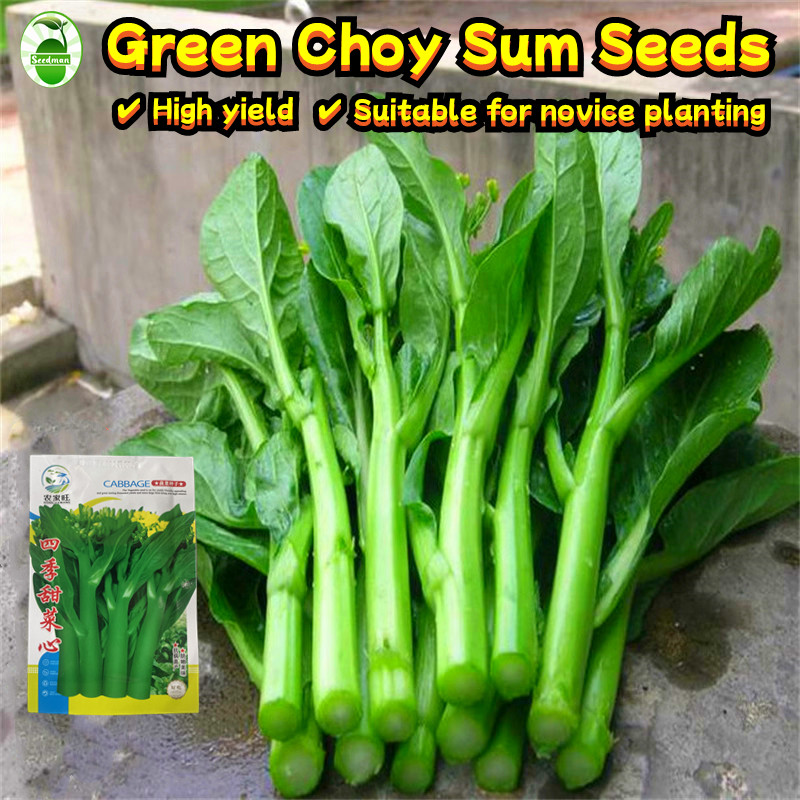 600pcs/pack High Yield Green Choy Sum Seeds for Planting Vegetables ...