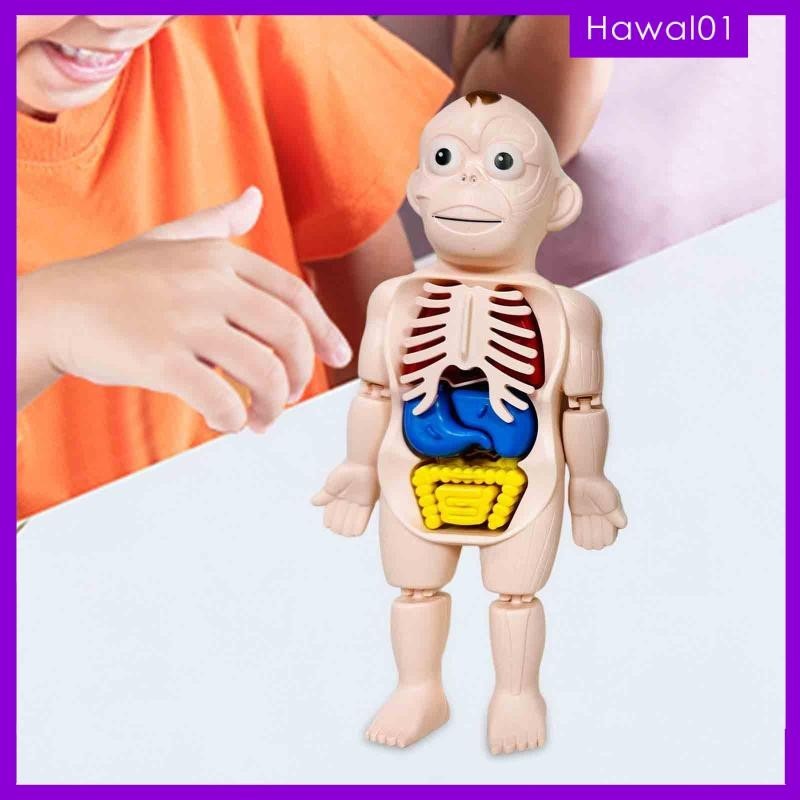 [Hawal] Human Body Model 3D Human Body Model DIY Assembly Teaching ...