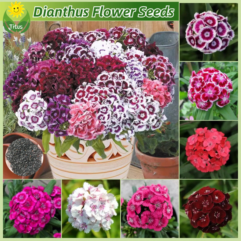 Legit Fresh Bonsai Dianthus Flower Seeds for Planting Gardening 150pcs ...
