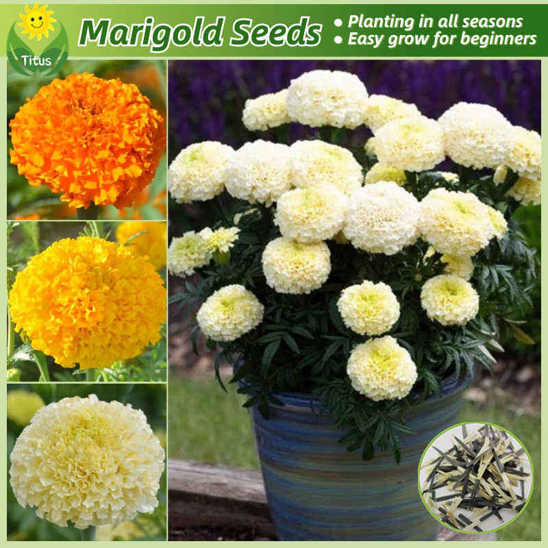 Mixed Color Marigold Seed for Planting Gardening 70pcs High germination ...
