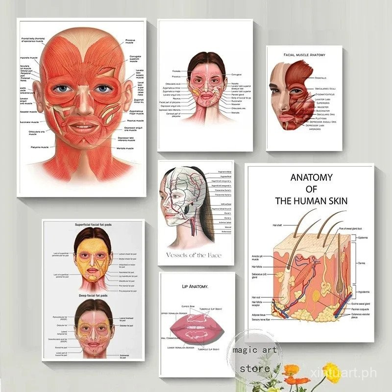 Face Anatomy,The Human Skin ,lip ,hair Anatomy Muscle Detailed Medical ...