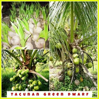 Tacunan Green Dwarf Coconut | Shopee Philippines
