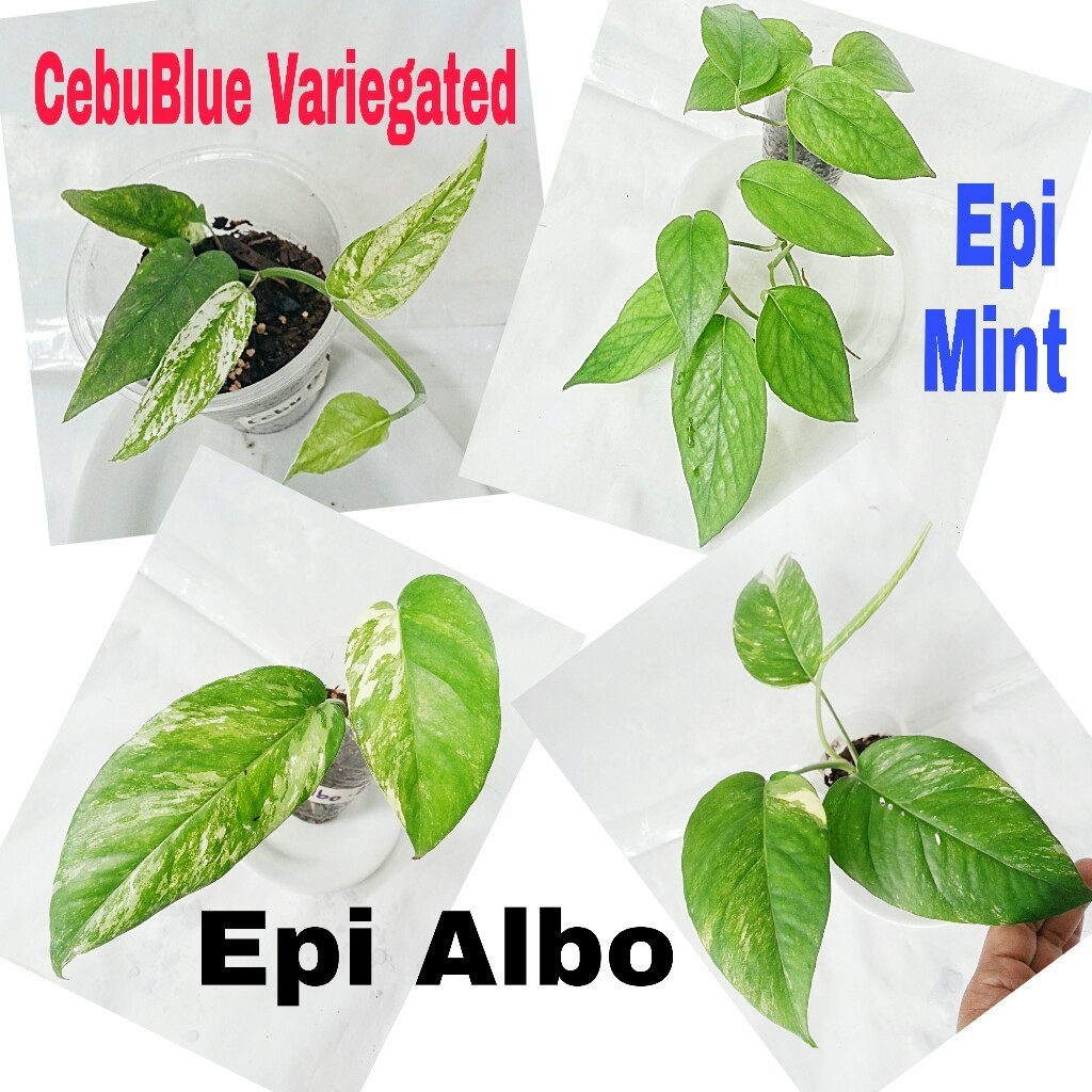 ♞Cebu blue variegated , Epi Mint , Epi Albo ( live/ juvenile ...