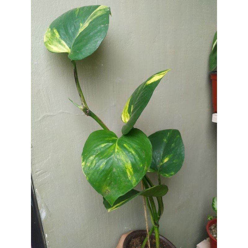 GIANT GOLDEN POTHOS TRAILING | Shopee Philippines
