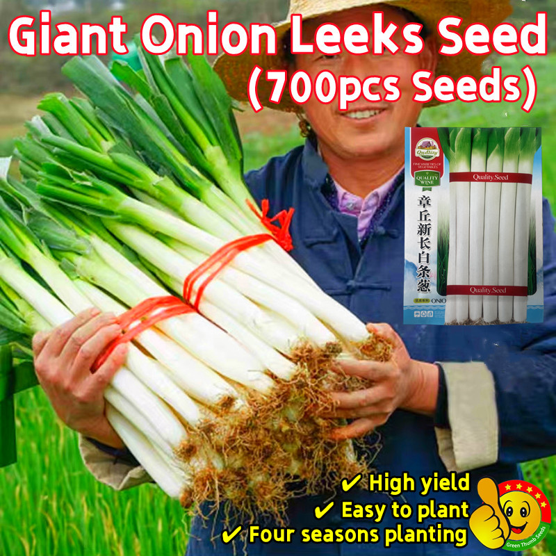 700pcs Giant Onion Leeks Seeds F1 Spring Onion Seeds for Planting ...