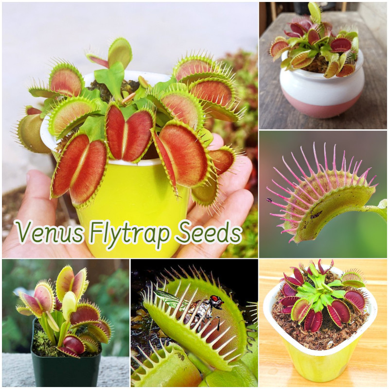100% Original Seed Rare Venus Flytrap Seeds Flower Seeds for Planting 30 seeds per pack Bonsai ...