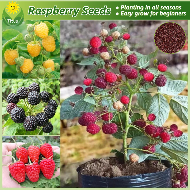 Fast Growing Seeds Fresh Raspberry Seeds for Planting Gardening 800pcs ...