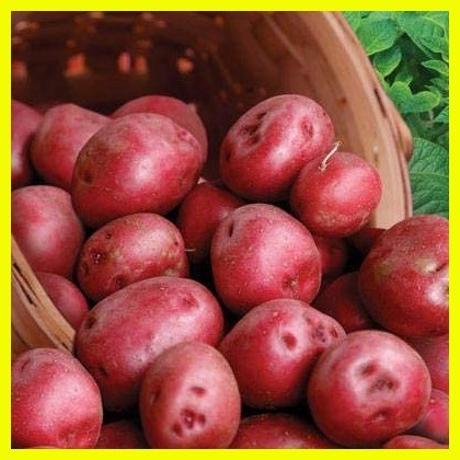 Red Pontiac Seed Potatoes 5pcs vegetable seeds | Shopee Philippines