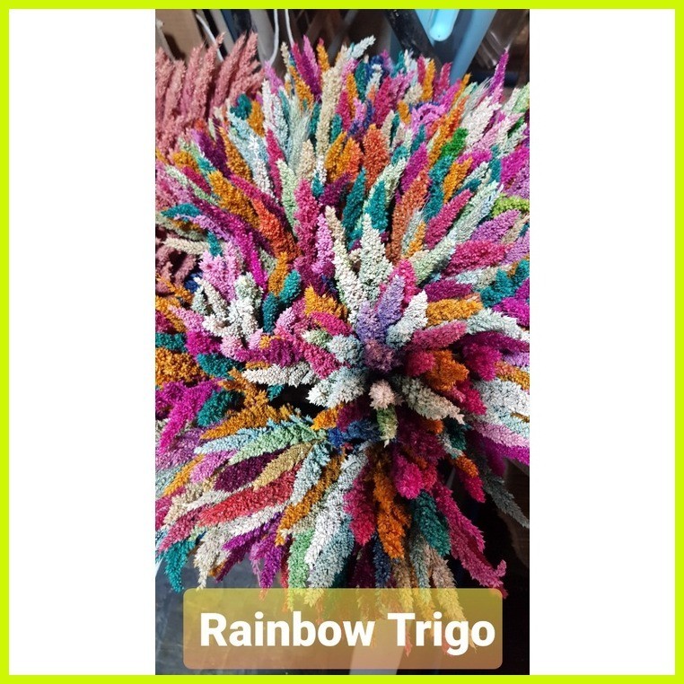 ♞Dried Preserved Real Flowers | Dried Rainbow Trigo (full bundle ...