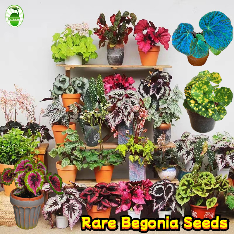 50pcs Mixed Colors Begonia Seeds for Sale Begonia Flower Seeds Easy To ...