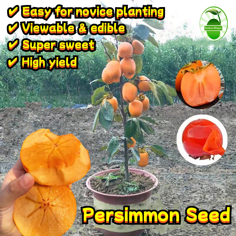 Sweet Dwarf Persimmon Fruit Seeds for Sale (30pcs/pack) Fresh Persimmon ...