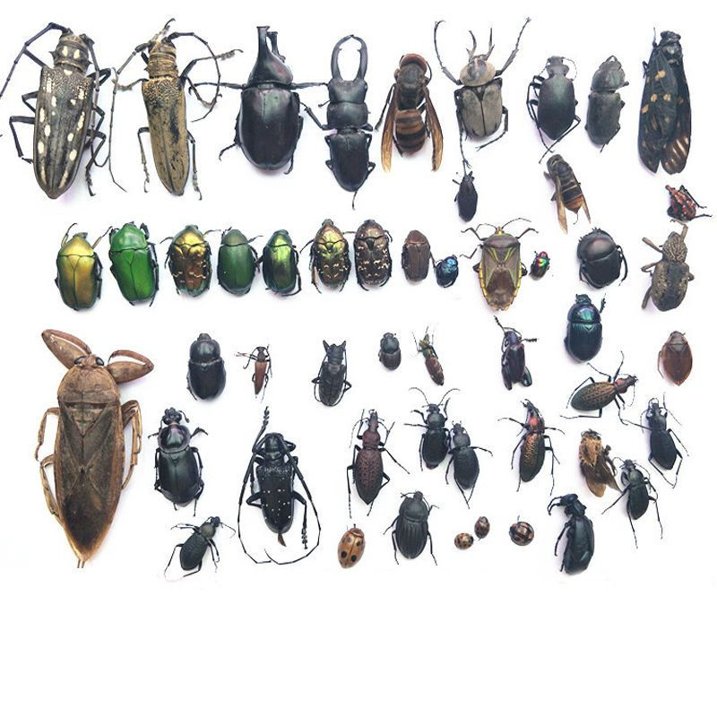 Real Insect Specimens Wet Beetles Fairy Butterfly Sturgeon Set Student ...