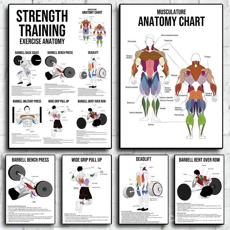 Exercise Anatomy Diagrams Musculature Deadlift Anatomy Chart Art ...